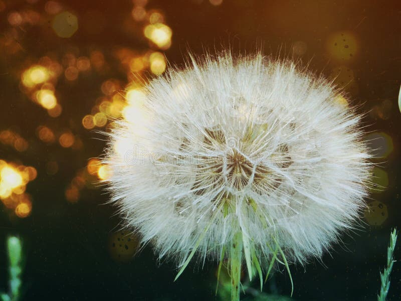 Very Beautiful Dandelion Macro Stock Image - Image of dandelion ...