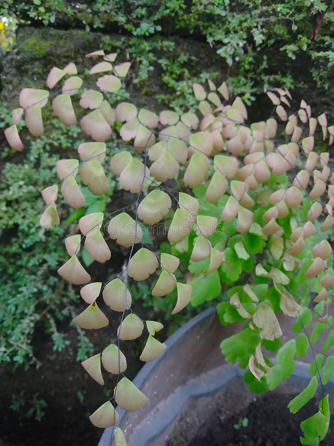 Very Beautiful and Dazzling Background with Small Leaf Tree Theme Stock ...