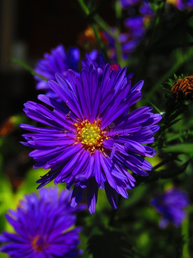 A Very Beautiful Deep Purple Flower that Grows in Tropical Climates ...