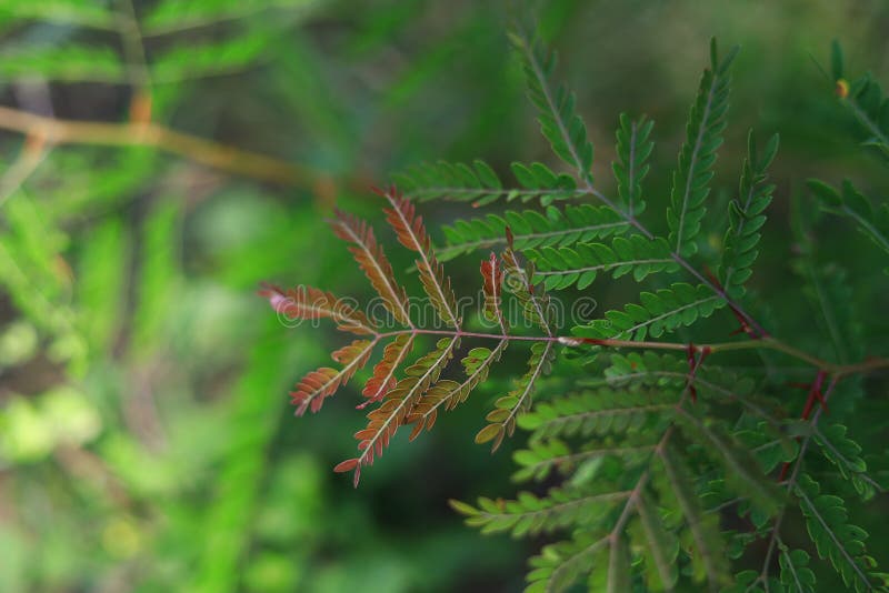 Very Beautiful and Delicate Branches of a Young Acacia Tree with ...