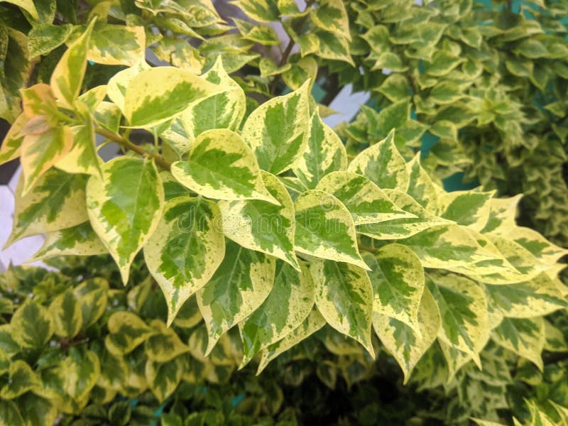 Very Beautiful and Dense Tree Leaves Stock Image - Image of leaves ...