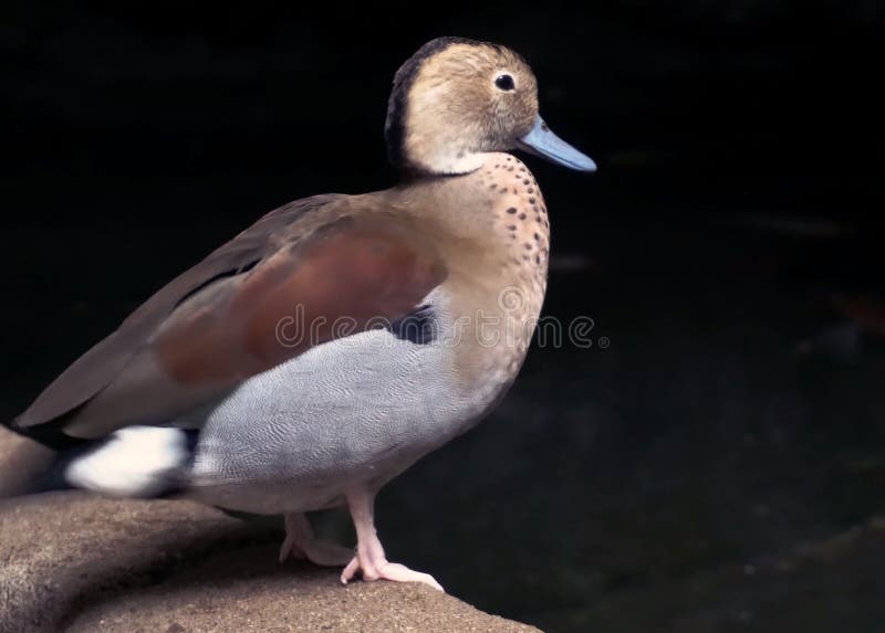 A Very Beautiful Duck Looks Like this in Nature. Stock Photo - Image of ...