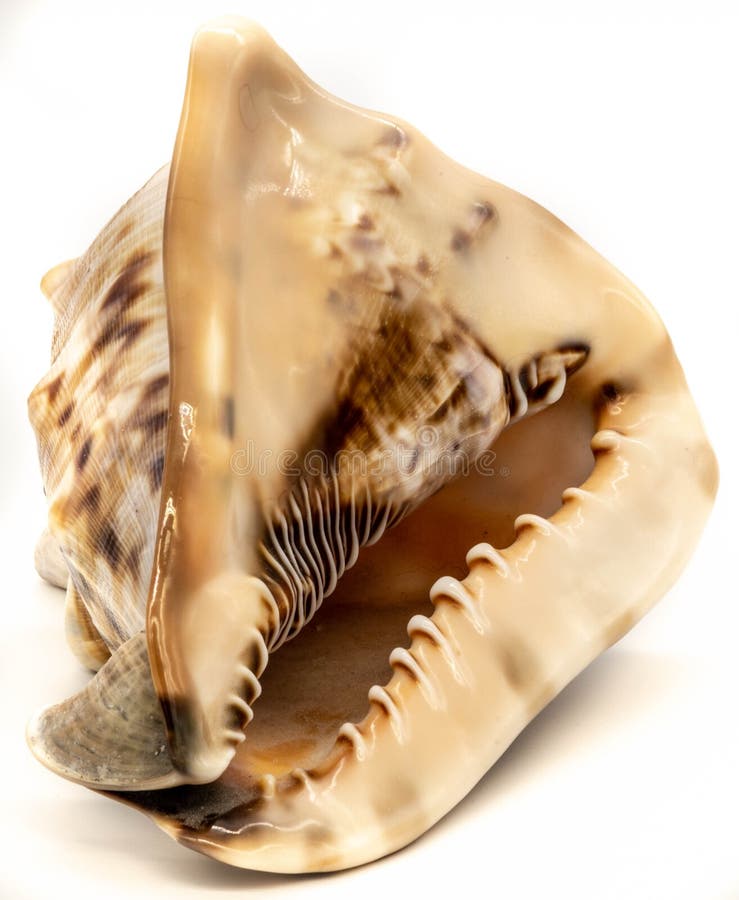 3,717 Beautiful Clam Shell Stock Photos - Free & Royalty-Free Stock ...