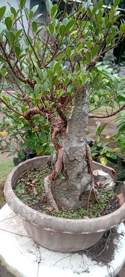 A Very Beautiful and Enchanting Bonsai Plant Stock Image - Image of ...