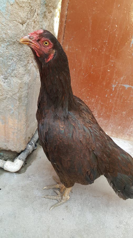 This is a Very Beautiful Fighter Hen Stock Photo - Image of fighter ...