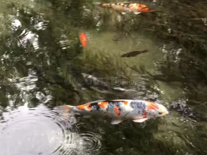 Very Beautiful Fish in the Lake Stock Footage - Video of colored ...