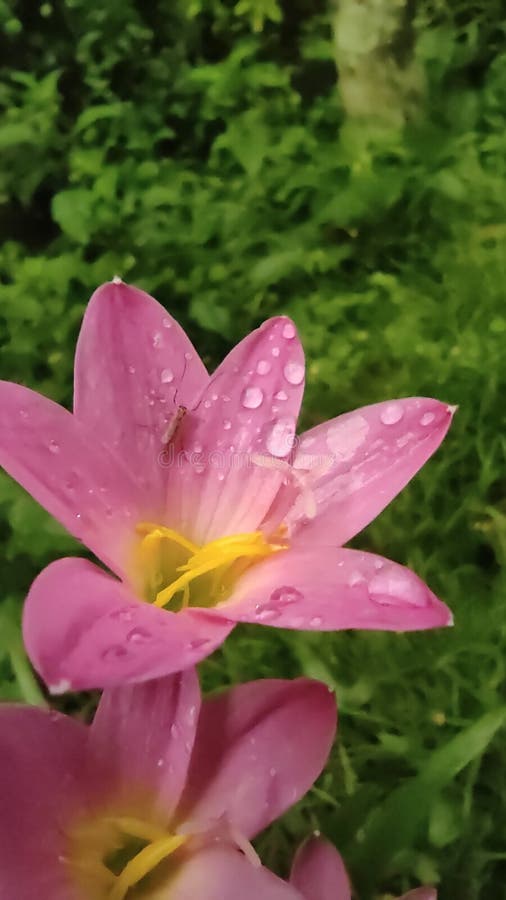 Very Beautiful flower stock image. Image of blossom - 222031107