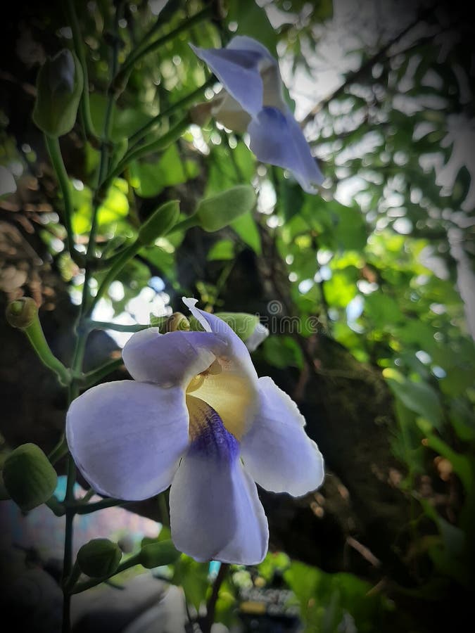 Very beautiful flower stock image. Image of garden, eautiful - 265093201