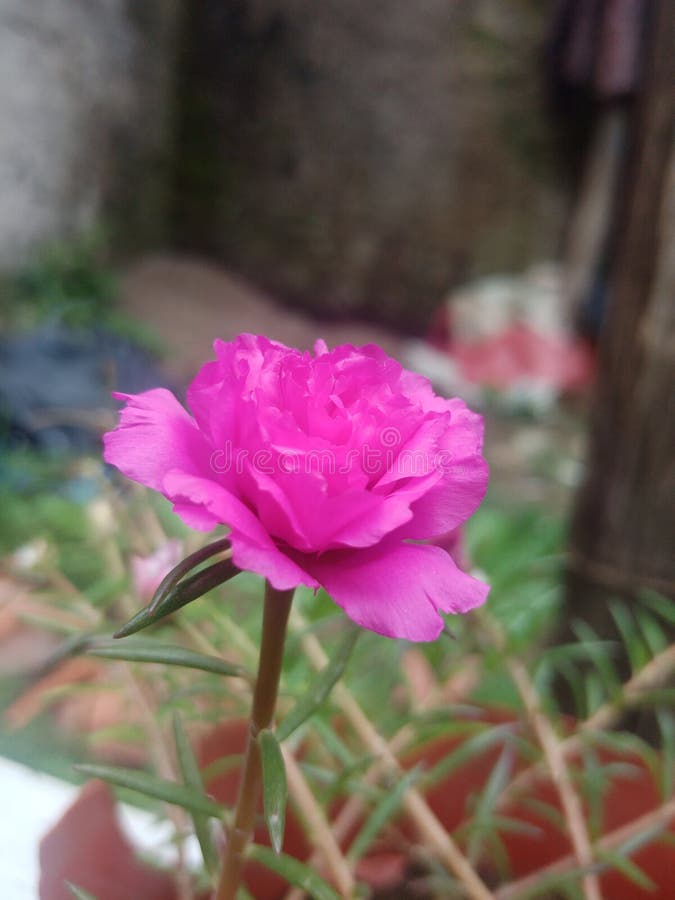 Very Beautiful Flower Color, with a Pink Tint Stock Photo - Image of ...