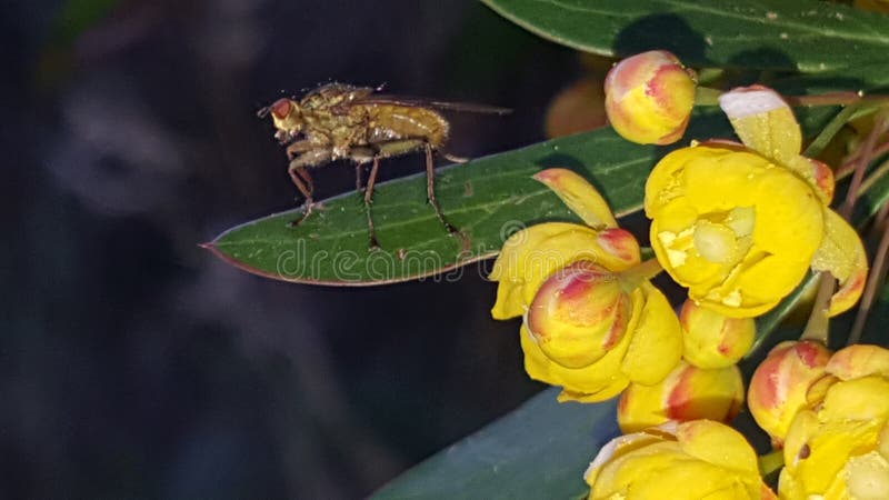 Very Beautiful Flower and Beautiful Fly Stock Image - Image of flys ...
