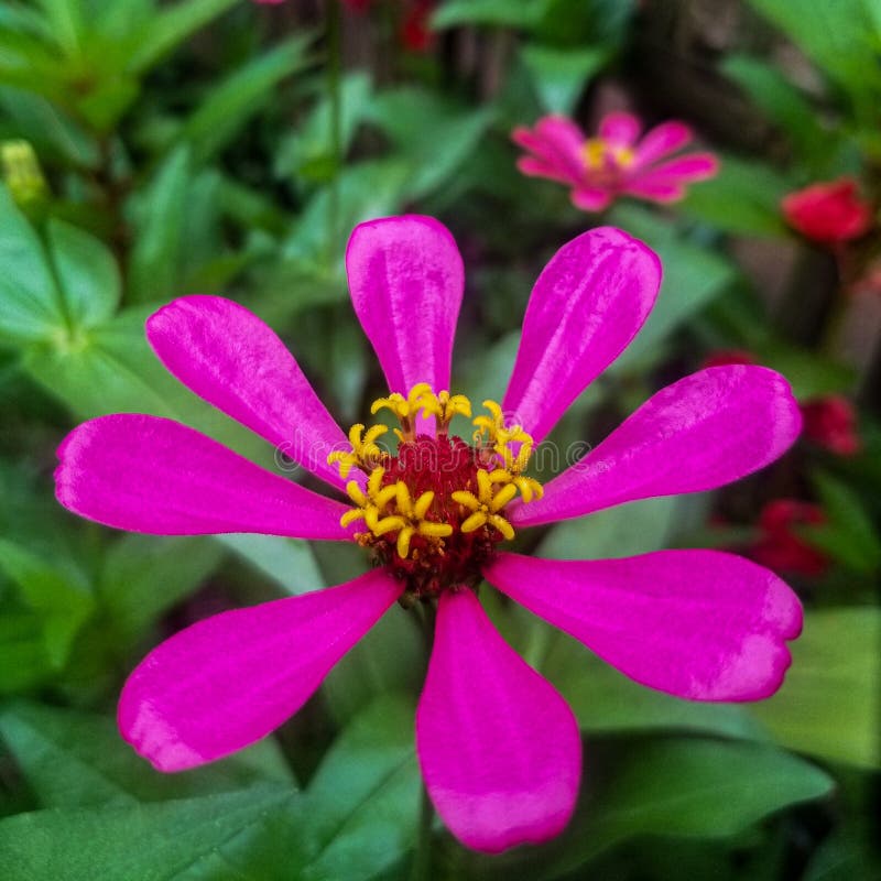 Very Beautiful Flower Looks Sparkling Pink Stock Photo - Image of ...