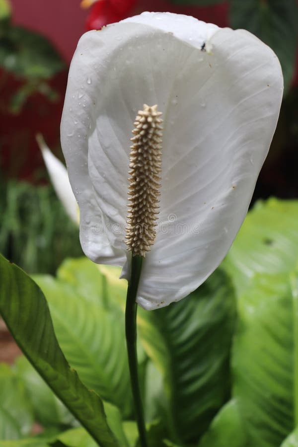 Very Beautiful Flower at My Home Garden Stock Photo - Image of flower ...