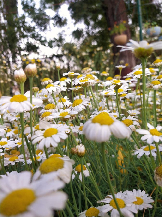 Very Beautiful Flower Named Daisy Stock Image - Image of flowers, daisy ...