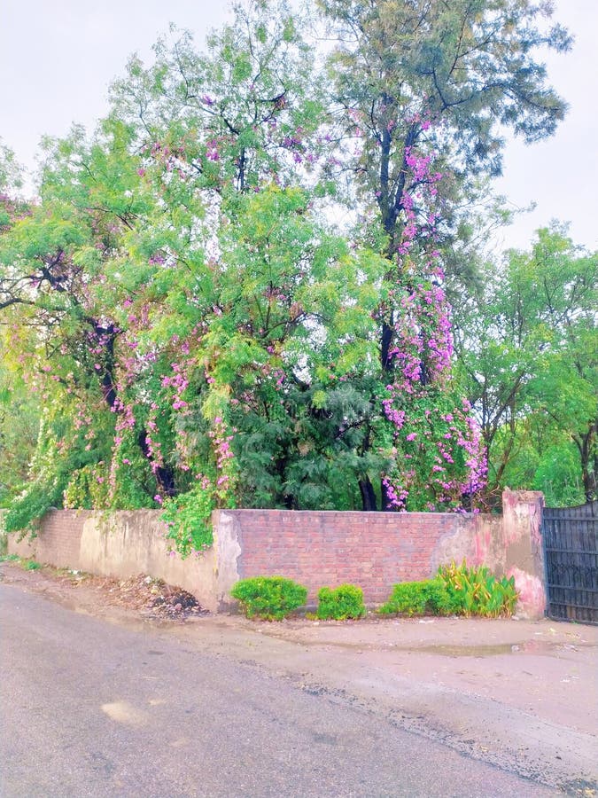 Very Beautiful Flower Tree and Indian Road Stock Image - Image of road ...