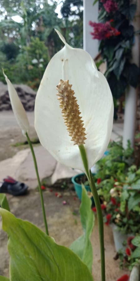 A Very Beautiful Flower in Tropical Areas Stock Image - Image of flower ...