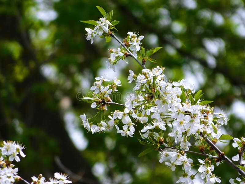 Very Beautiful Flowering Branch Stock Photo - Image of produce, food ...