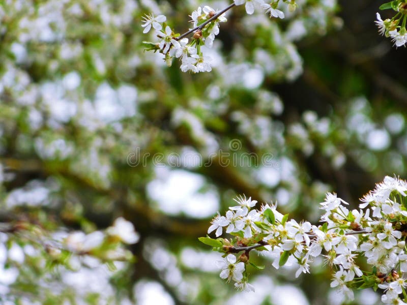 Very Beautiful Flowering Trees. Stock Photo - Image of sunlight, plant ...