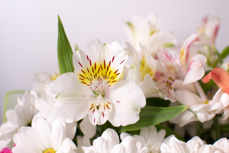 Very beautiful flowers stock photo. Image of flora, handmade - 64475286