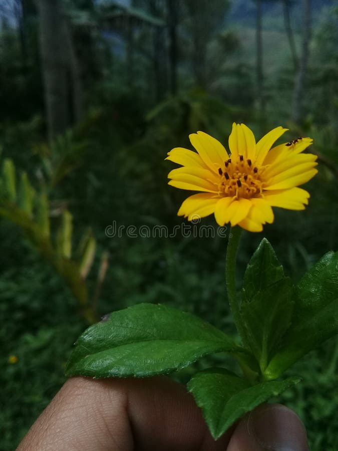 Very Beautiful Flowers are Picked after the Rain Falls Stock Image ...