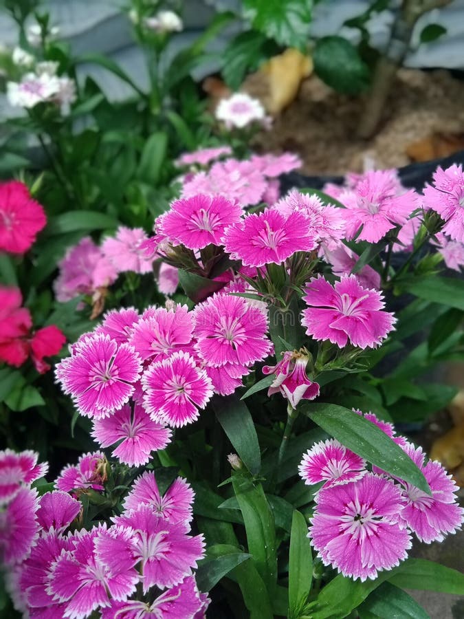 Very Beautiful Flowers with Pink and White Color Variants Stock Image ...