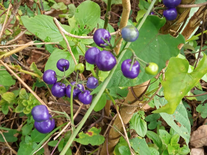 Blue Fruit of Prunus Spinosa Shrub Stock Photo - Image of edible ...