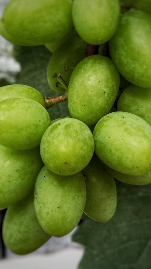 Very Beautiful Fresh Green Shape, this Grape is Very Sweet in Taste ...