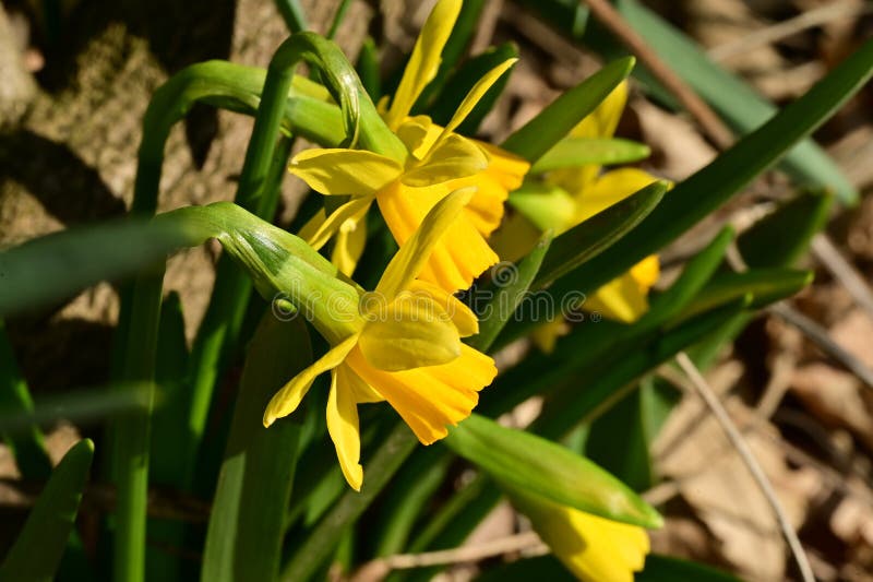 Very Beautiful Garden Spring Flower in My Garden Stock Image - Image of ...