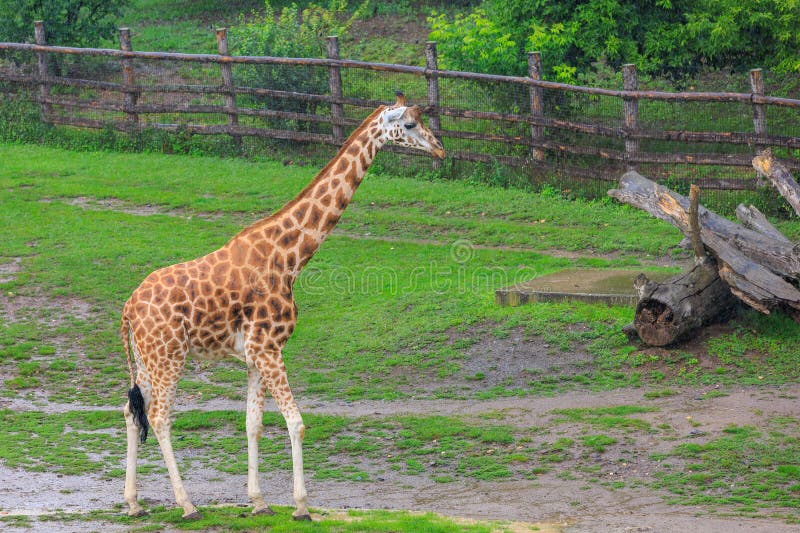 A Very Beautiful Morning View of the Mountain with Haze at Dawn with ...
