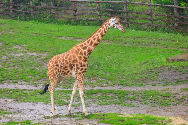 A Very Beautiful Morning View of the Mountain with Haze at Dawn with ...