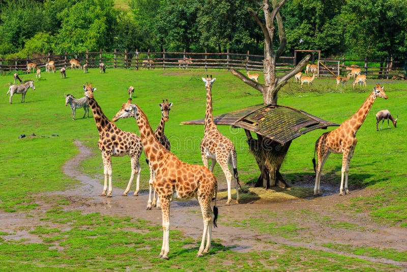 Very Beautiful Giraffes. Background with Selective Focus and Copy Space ...