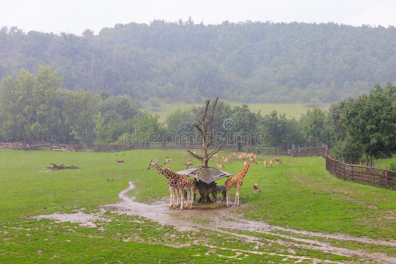 A Very Beautiful Morning View of the Mountain with Haze at Dawn with ...