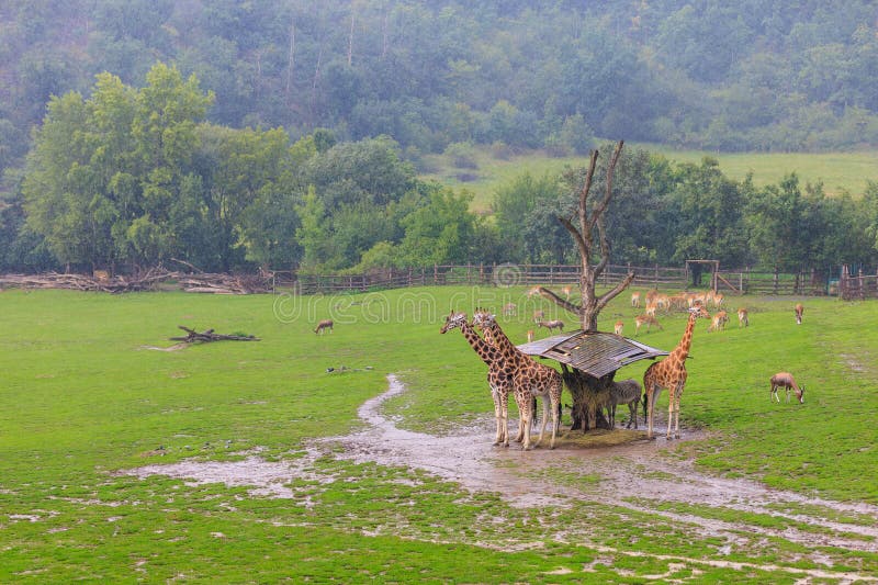A Very Beautiful Morning View of the Mountain with Haze at Dawn with ...