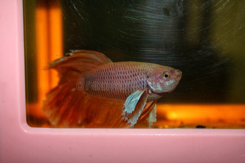 This is a Very Beautiful Gold Colored Betta Fish Stock Photo - Image of ...