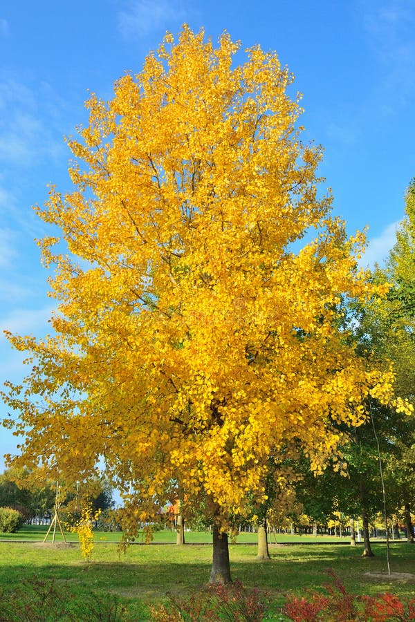 Very Beautiful Golden Aspen Stock Image - Image of autumnal, sunny ...