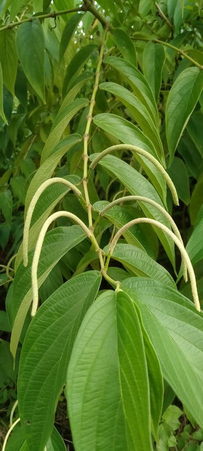 Very Beautiful Green Forest Plants Stock Image - Image of forest, green ...