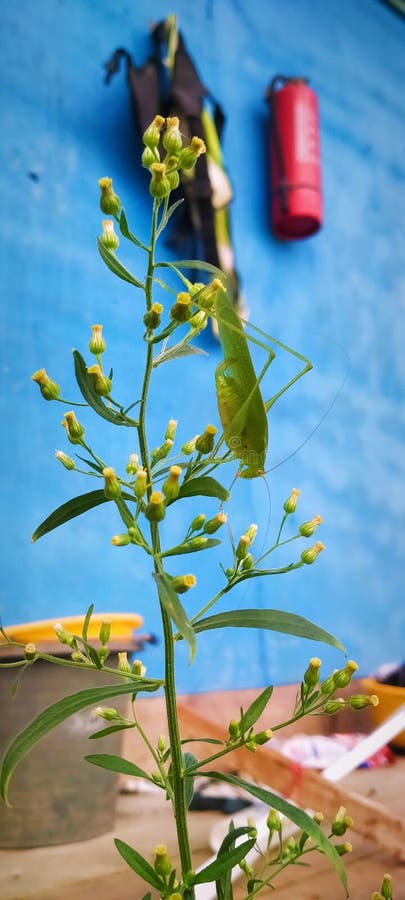 Very Beautiful Green Forest Plants Stock Image - Image of forest, green ...