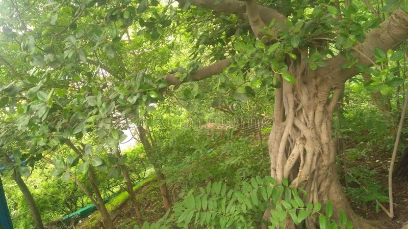 Green tree stock image. Image of green, tree, forest - 122054437