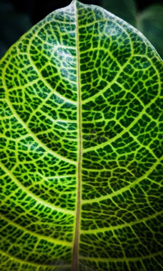 Very Beautiful Green Leaf Patterns Stock Photo - Image of patterns ...