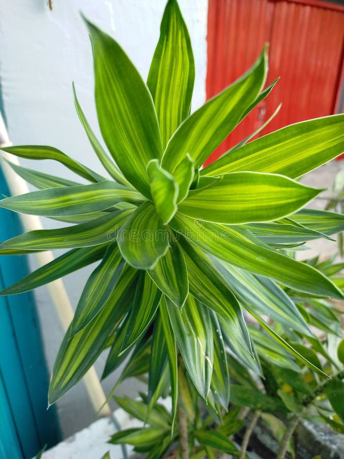 A Very Beautiful Green Plant with Pointed Leaves Stock Image - Image of ...