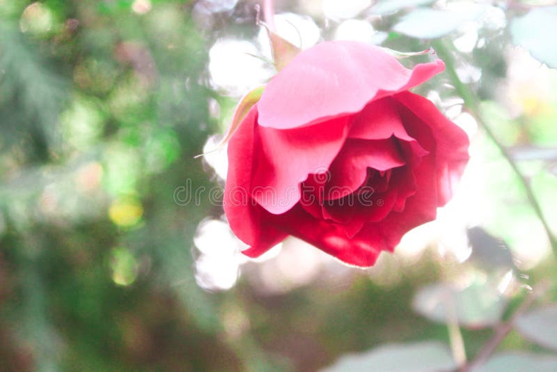A Very Beautiful Growing Red Rose Stock Image - Image of abstract ...