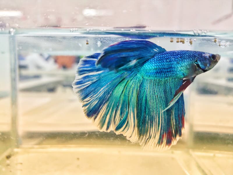 2,473 Half Moon Blue Betta Fish Stock Photos - Free & Royalty-Free ...
