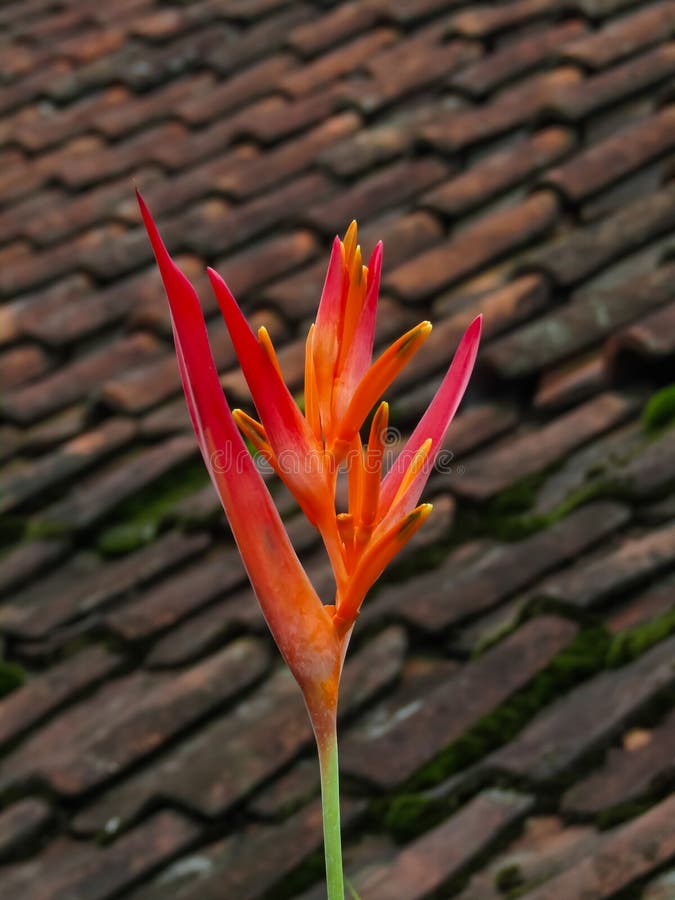 Very Beautiful Heliconia Psittacorum Flower Stock Photo - Image of ...