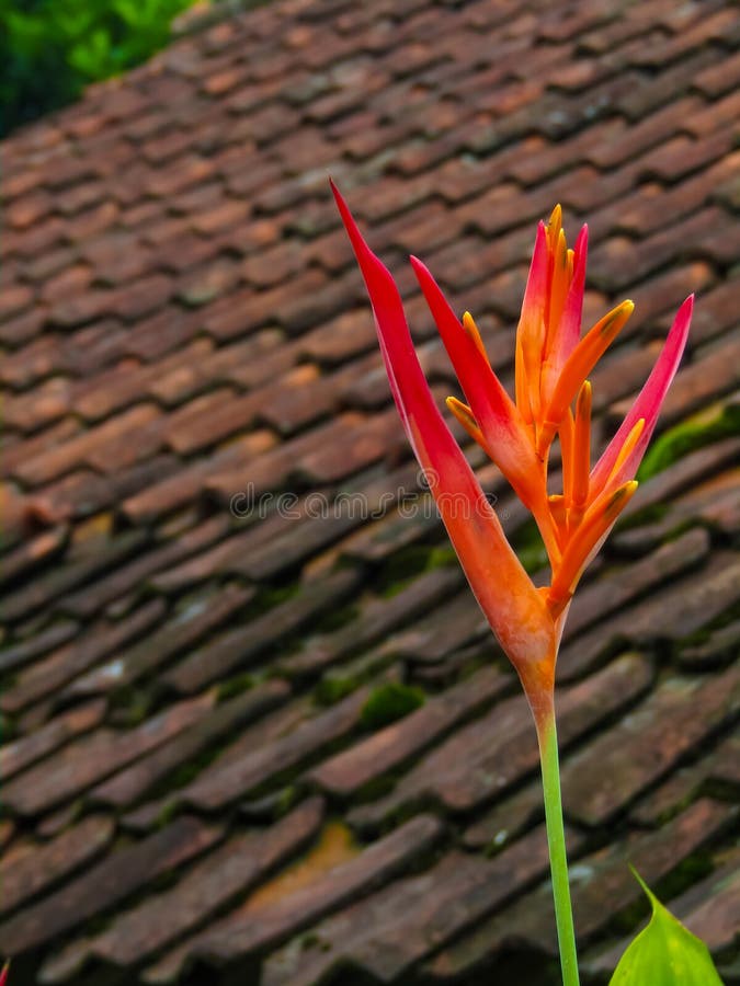 Very Beautiful Heliconia Psittacorum Flower Stock Photo - Image of ...
