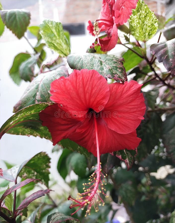 Very Beautiful Hibiscus Flower Stock Photo - Image of plant, autumn ...