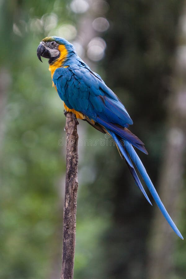 A blue bird of Rio stock photo. Image of crying, beautiful - 110420056