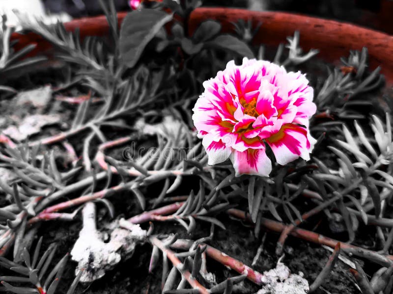 Very Beautiful Image of Tinny Flower in the Pot Stock Photo - Image of ...