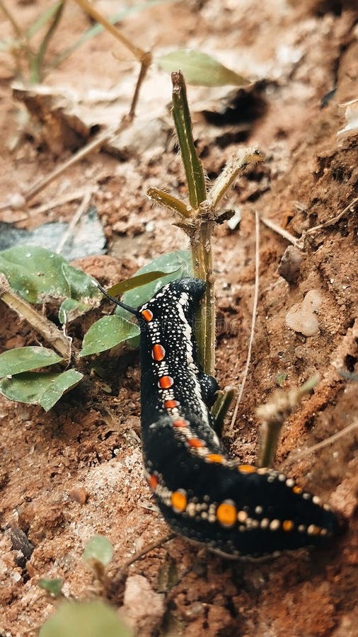 Very Beautiful Insect Photos Stock Image - Image of arthropod, cantik ...