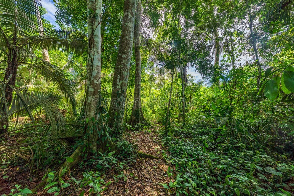Very Beautiful and Interesting Trees Stock Image - Image of america ...