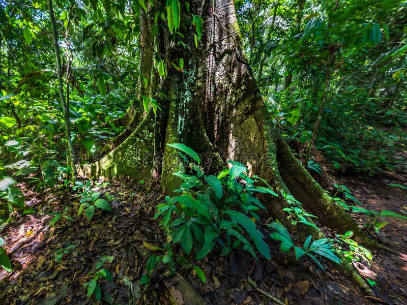 Amazon forest stock photo. Image of landscape, rainforest - 350592340