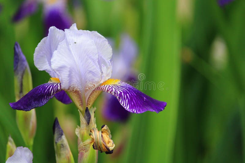 A Very Beautiful Iris Flower Common in Urban Landscape Design Stock ...